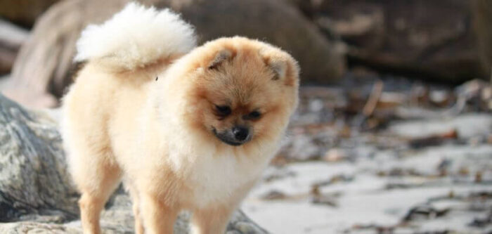 Pies Boo – najsłodszy pies świata