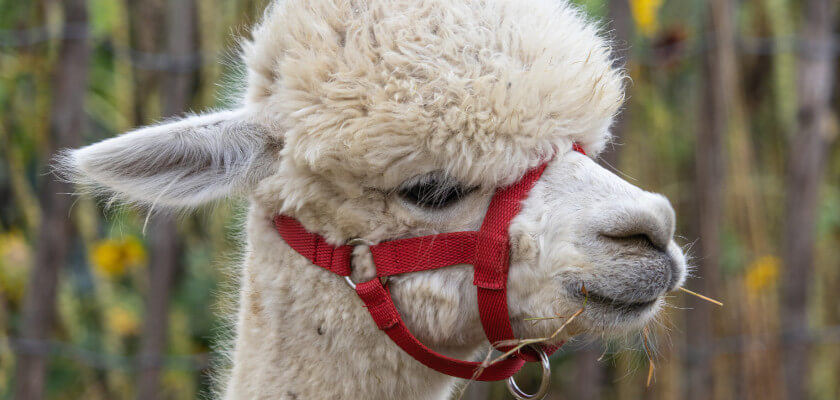 Co jedzą alpaki, czyli jak karmić te zwierzaki? | Zwierzaki