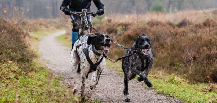 Greyster – wygląd, charakter i predyspozycje