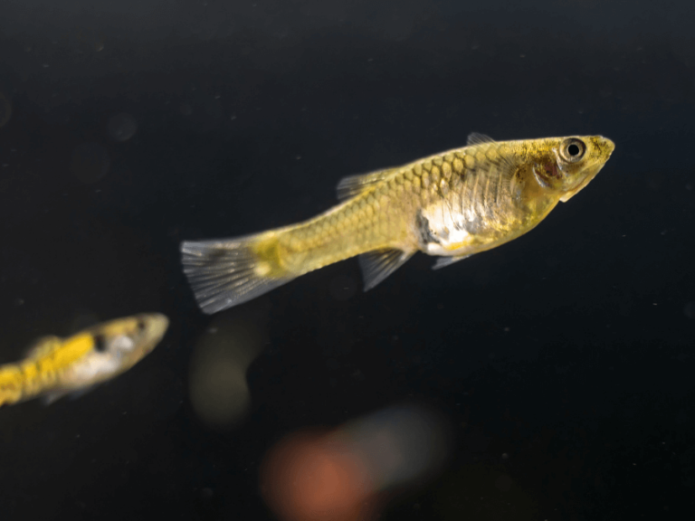 Gupik Endlera, czyli Poecilia wingei – hodowla | Zwierzaki