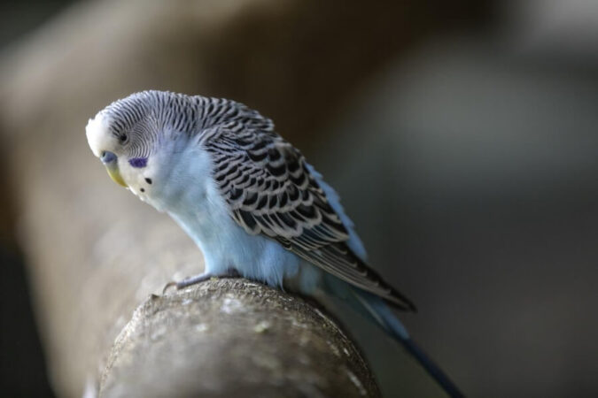 Papuga falista – cena, ile żyje, zasady hodowli i żywienia