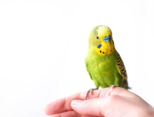 Papuga falista – cena, ile żyje, zasady hodowli i żywienia