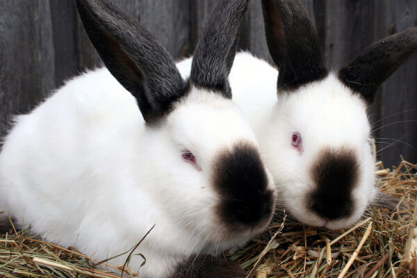 Królik angora – charakterystyka rasy, hodowla, pielęgnacja