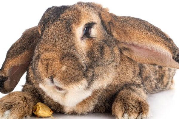 Królik angora – charakterystyka rasy, hodowla, pielęgnacja