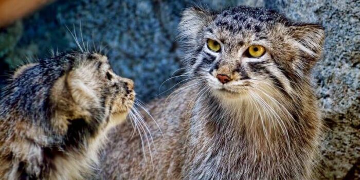 Manul stepowy – hodowla w domu, charakter | Zwierzaki