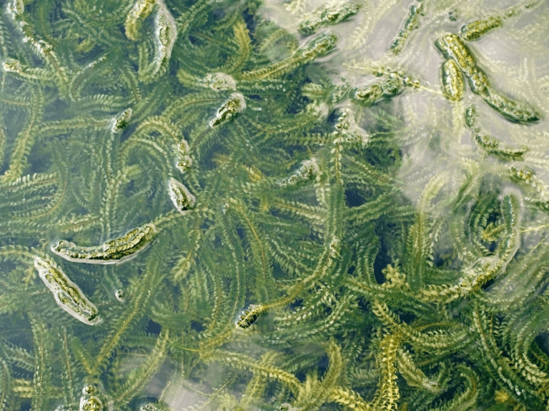 Moczarka kanadyjska – wszystko o elodea canadensis | Zwierzaki