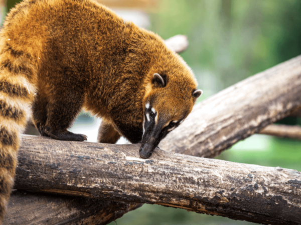 Ostronosy – odżywianie, rozmnażanie i rozwój | Zwierzaki