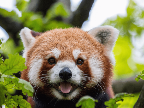 Pandka ruda – panda mała zagrożona wyginięciem | Zwierzaki