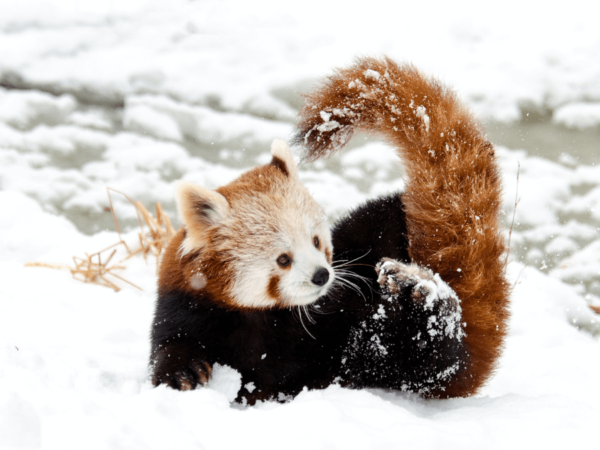 Pandka ruda – panda mała zagrożona wyginięciem | Zwierzaki