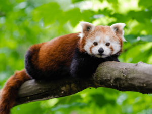 Pandka ruda – panda mała zagrożona wyginięciem | Zwierzaki