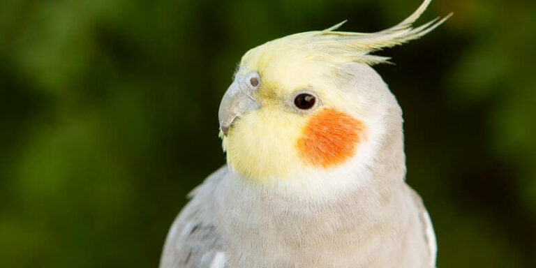 Papuga nimfa – charakterystyka, cena, żywienie, hodowla | Zwierzaki