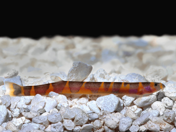 Piskorek Kuhla – rozmnażanie w akwarium | Zwierzaki