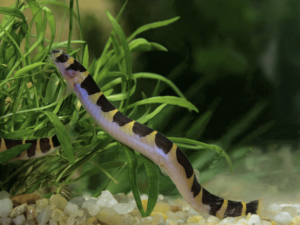 Piskorek Kuhla – rozmnażanie w akwarium | Zwierzaki