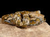 Pyton siatkowy (Python reticulatus) – opis gatunku | Zwierzaki