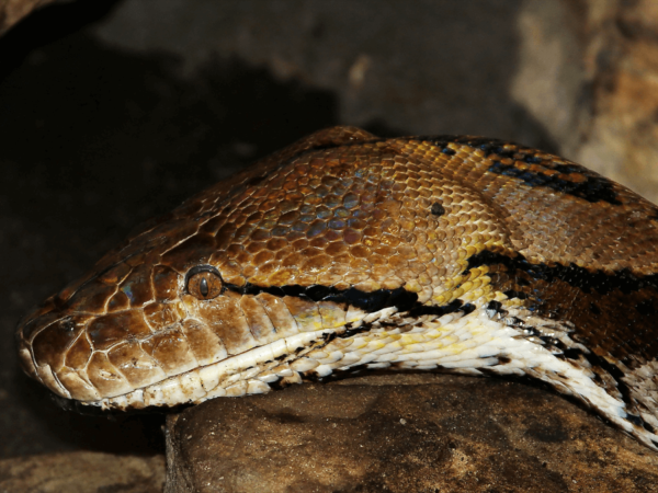 Pyton siatkowy (Python reticulatus) – opis gatunku | Zwierzaki