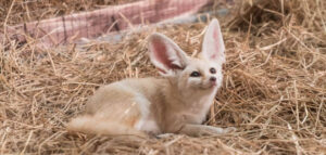 Fenek – wygląd, występowanie, informacje o gatunku