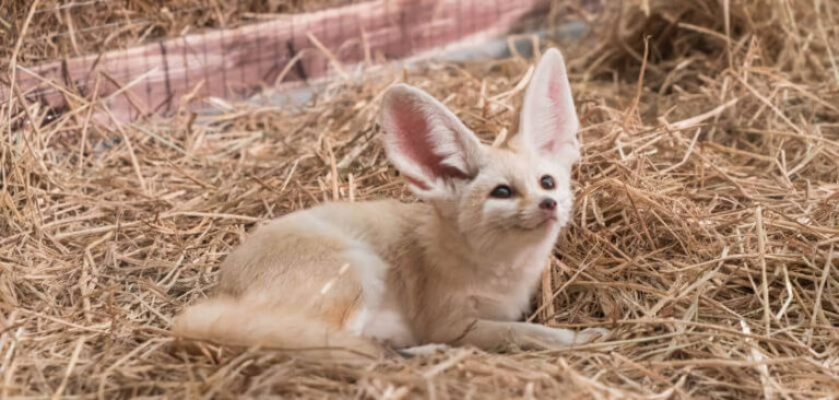 Fenek – wygląd, występowanie, informacje o gatunku