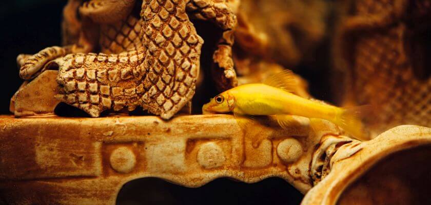 Glonojad syjamski (Gyrinocheilus aymonieri) – informacje | Zwierzaki