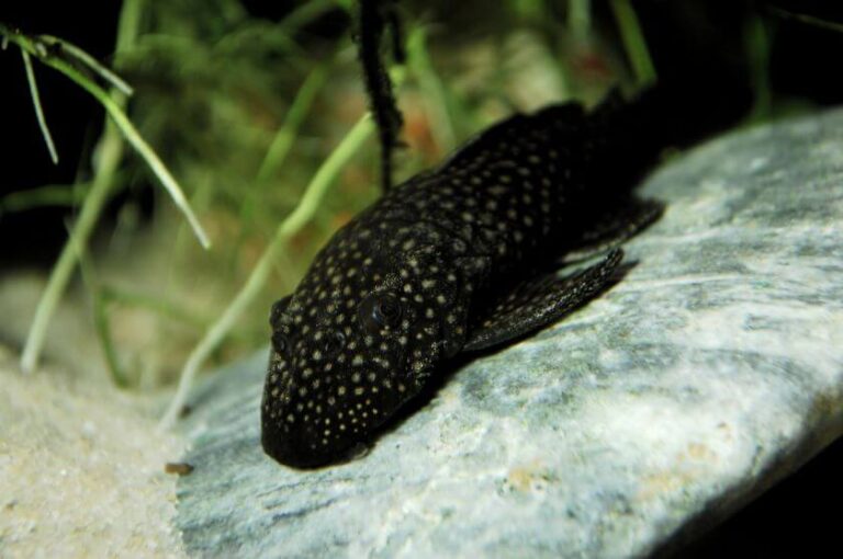 Glonojady – poznaj najpopularniejsze gatunki | Zwierzaki