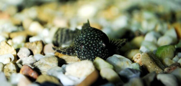 Glonojady – poznaj najpopularniejsze gatunki | Zwierzaki