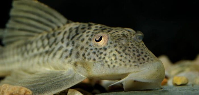 Glonojady – poznaj najpopularniejsze gatunki | Zwierzaki