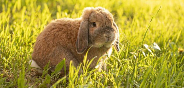 Mini lop – malutki królik baranek | Zwierzaki