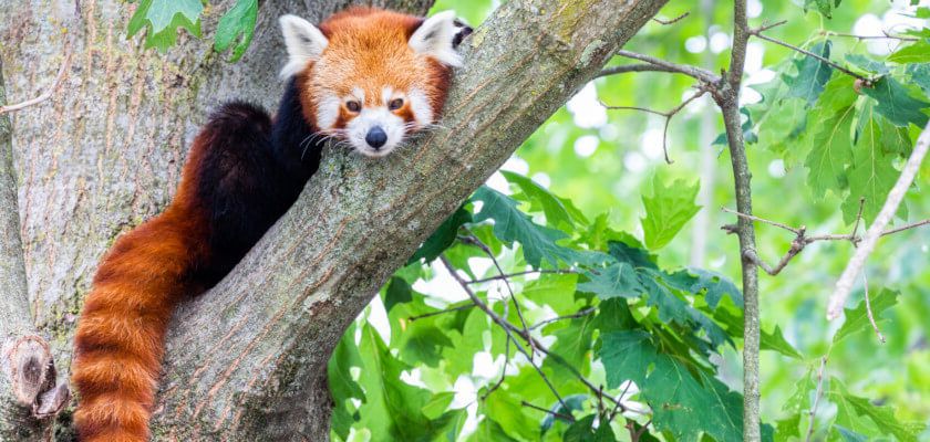 Pandka ruda – panda mała zagrożona wyginięciem | Zwierzaki
