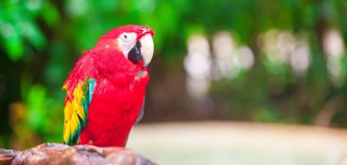 Papuga ara – charakterystyka gatunku, potrzeby żywieniowe i bytowe ...