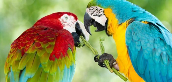 Papuga ara – charakterystyka gatunku, potrzeby żywieniowe i bytowe ...