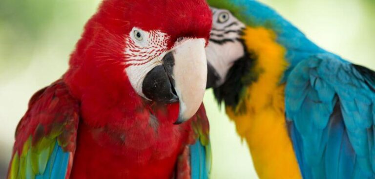 Papuga ara – charakterystyka gatunku, potrzeby żywieniowe i bytowe ...