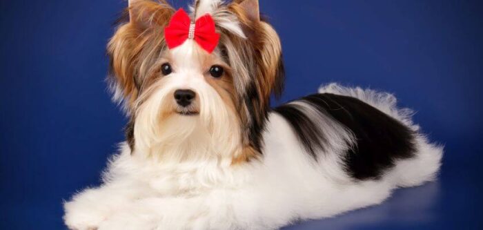 York biewer – charakter, wygląd, zdrowie | Zwierzaki