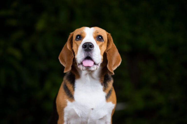 Beagle – opis rasy, cena, charakterystyka | Zwierzaki