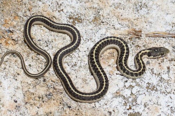 Czarna mamba – informacje i ciekawostki o wężu drzewnym | Zwierzaki