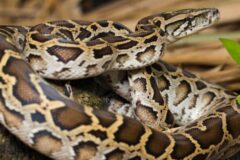 Pyton królewski, Python regius – opis gatunku | Zwierzaki