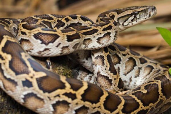 Czarna mamba – informacje i ciekawostki o wężu drzewnym | Zwierzaki