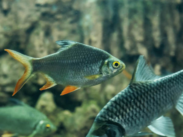 Brzanki jako gatunek ryby akwariowej – charakterystyka | Zwierzaki