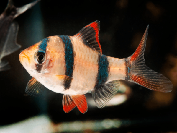 Brzanki jako gatunek ryby akwariowej – charakterystyka | Zwierzaki