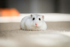 Chomik Roborowskiego – informacje o gatunku | Zwierzaki