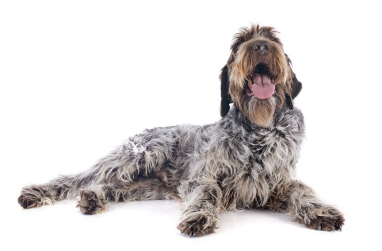 Gryfon Korthalsa – opis, usposobienie, hodowla