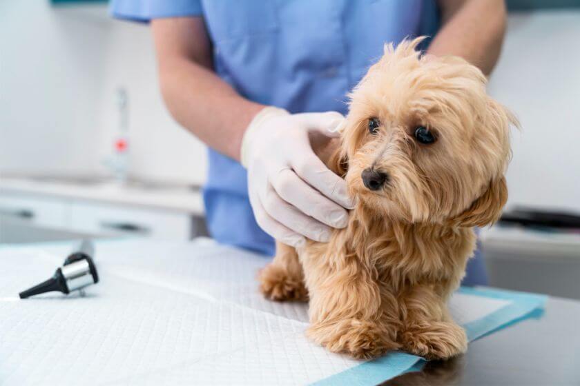 Grzybica u psa – objawy, przyczyny i leczenie | Zwierzaki