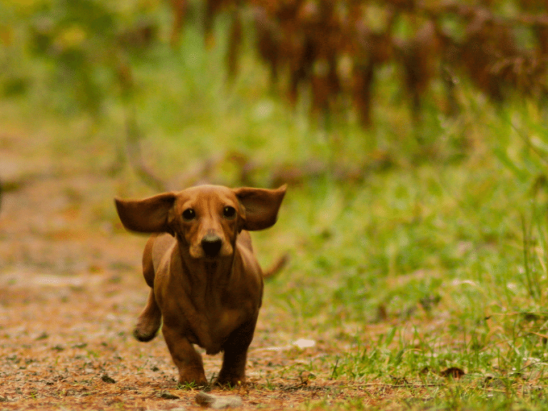 Jamnik miniaturowy – rasa psa, krótkowłosy i szorstkowłosy