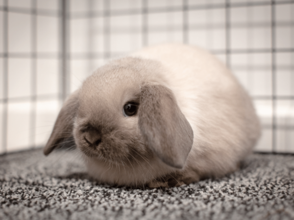 Mini lop – królik baranek. Ile żyje, cena | Zwierzaki