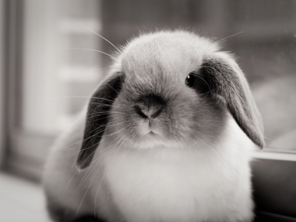 Mini lop – królik baranek. Ile żyje, cena | Zwierzaki