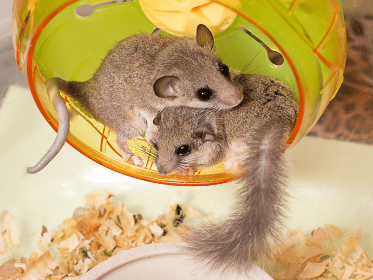 Popielica szara a afrykańska – różnice, opis, hodowla