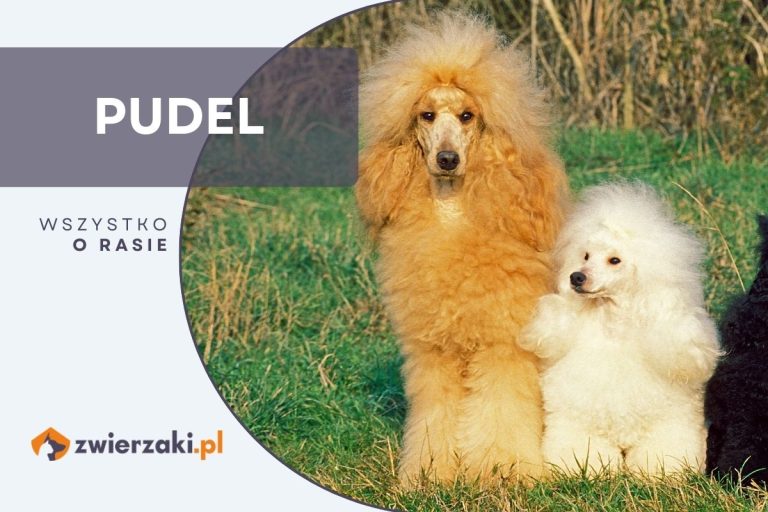 Pudel – opis rasy, cena, charakterystyka | Zwierzaki