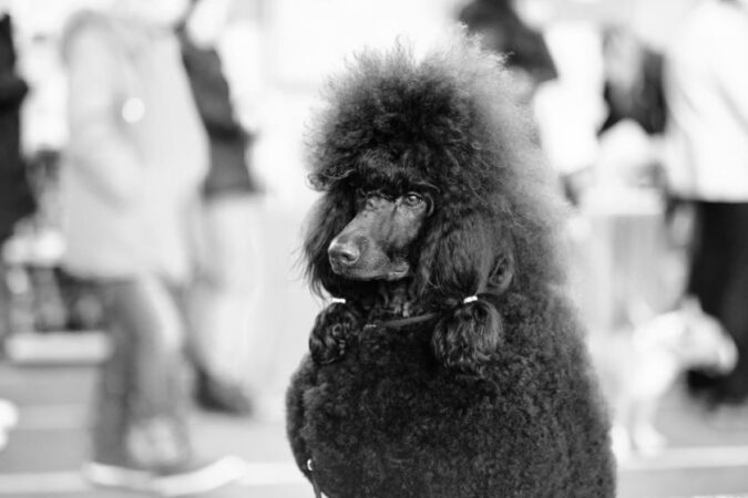 Pudel – opis rasy, cena, charakterystyka | Zwierzaki