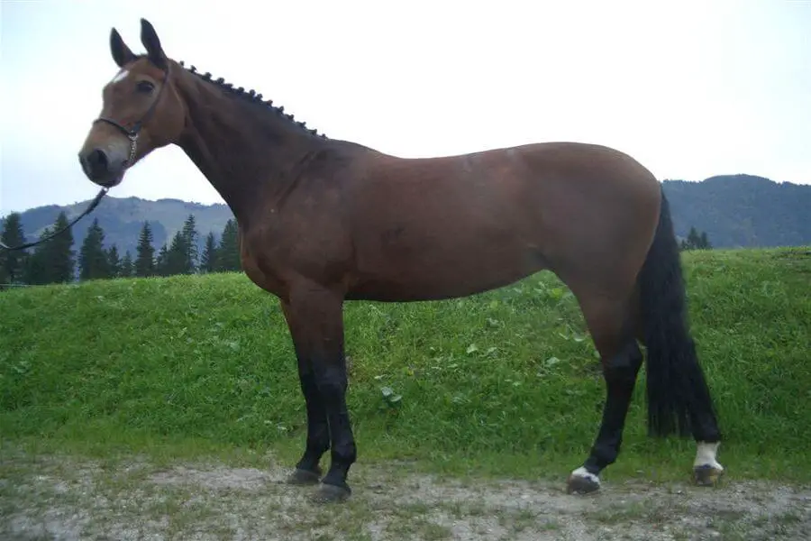 Rasy koni | Zwierzaki