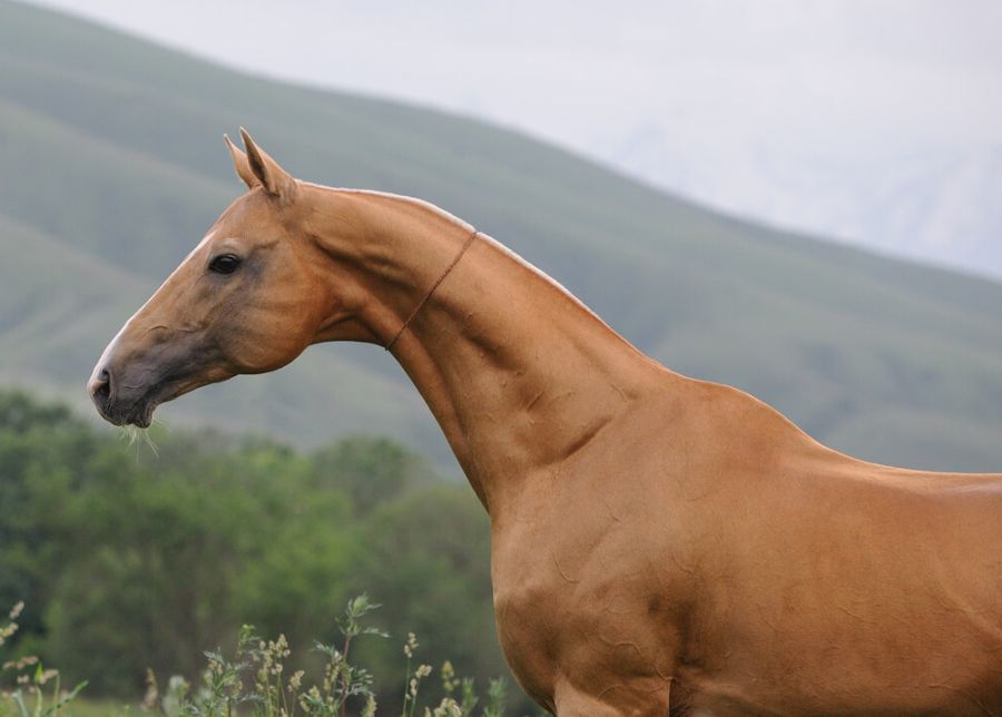 Koń turkmeński – starożytna rasa o szlachetnym wyglądzie | Zwierzaki