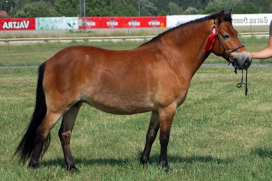 Kuc gotlandzki – historia i opis rasy, cena, hodowla