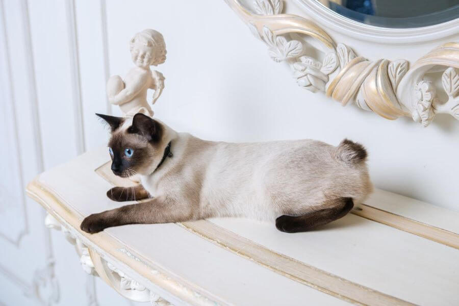 Rasy kotów ️ Poznaj najpopularniejsze kocie rasy!